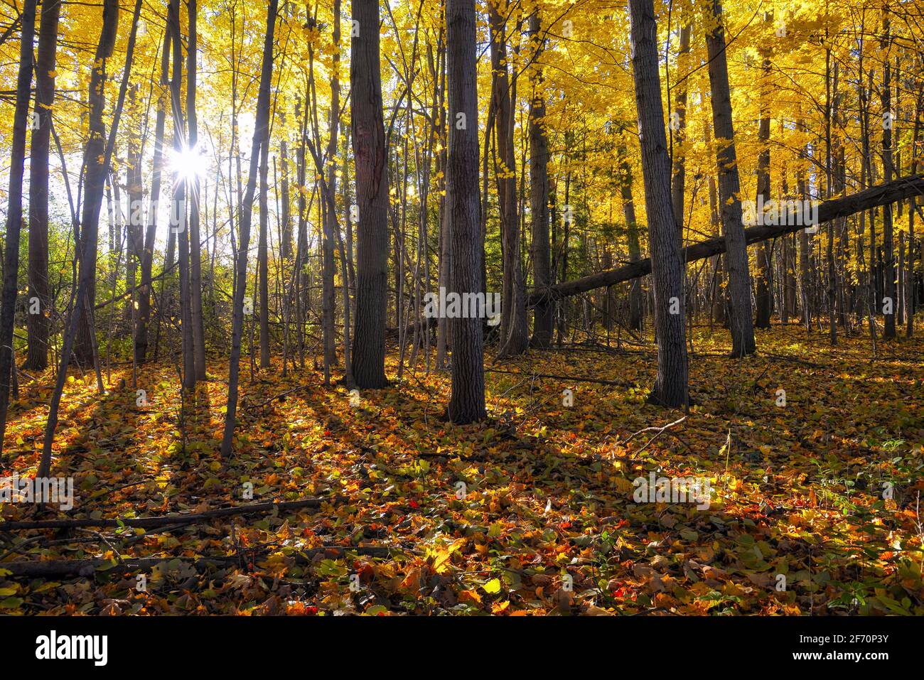 Lens flare in the forest with autumn leaf color Stock Photo - Alamy