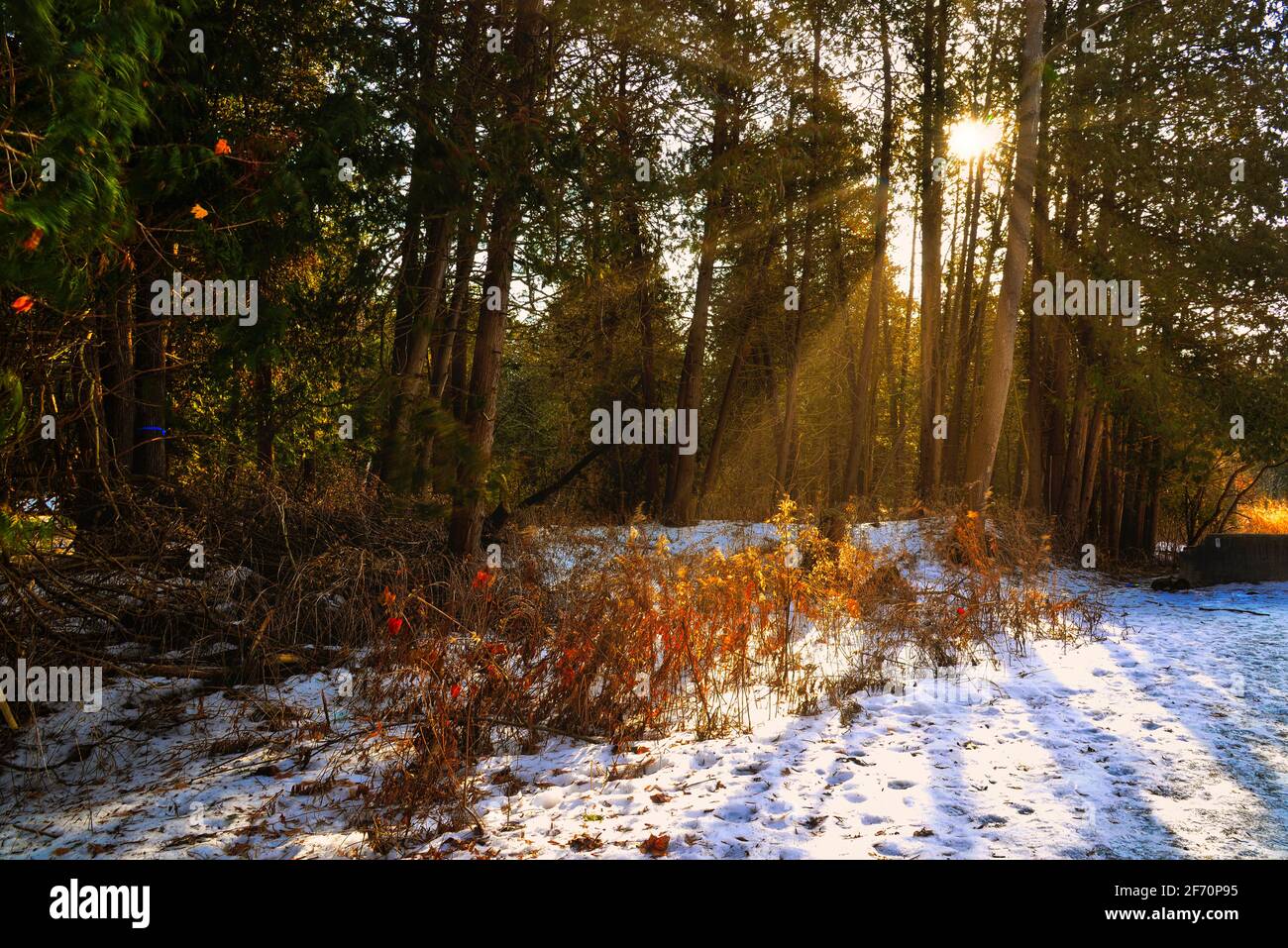 Sun rays through the forest in a winter morning Stock Photo - Alamy
