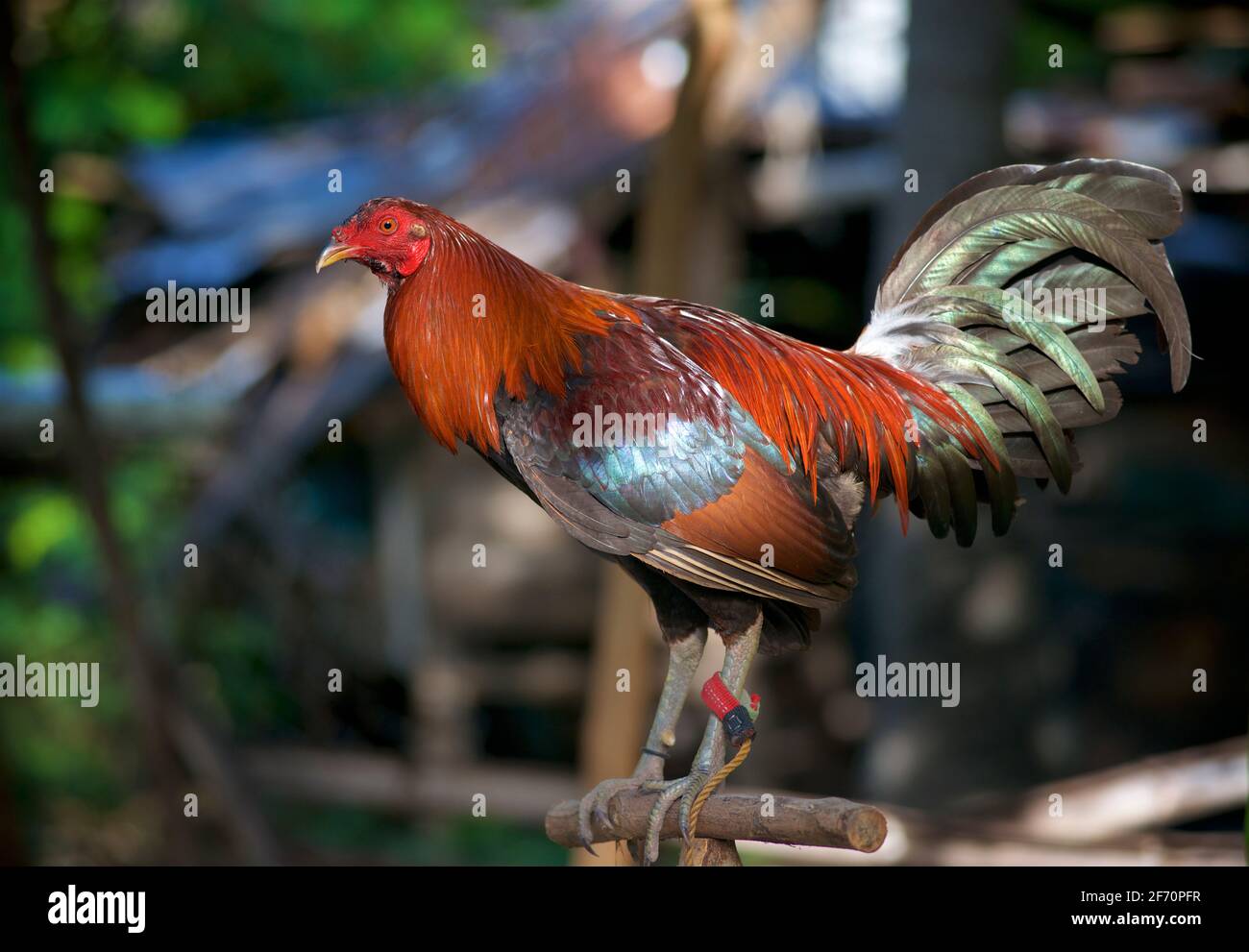 Bird Of Philippines High Resolution Stock Photography and Images - Alamy