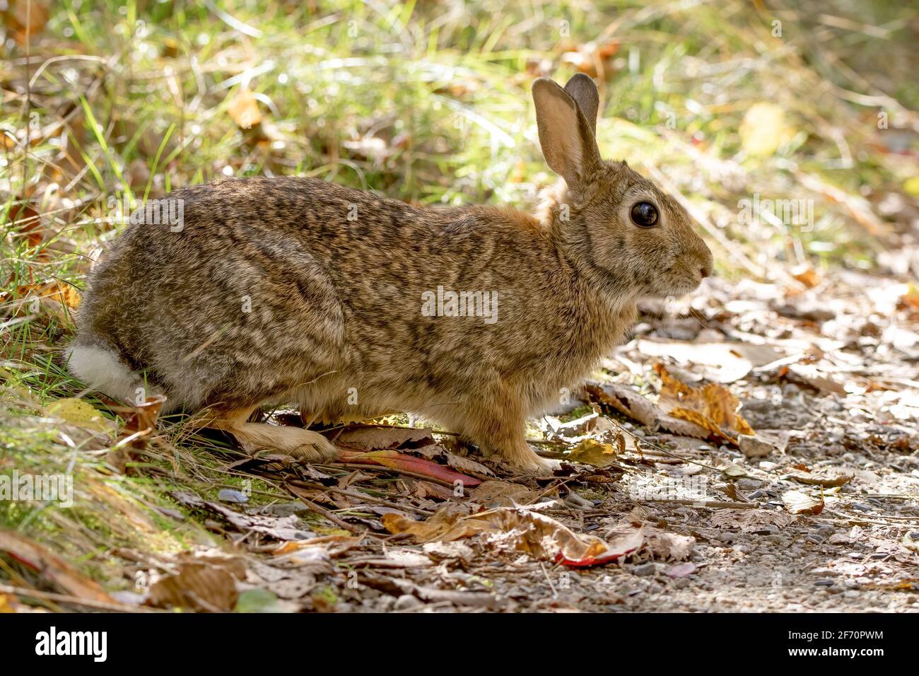Rabbit tail hi-res stock photography and images - Alamy