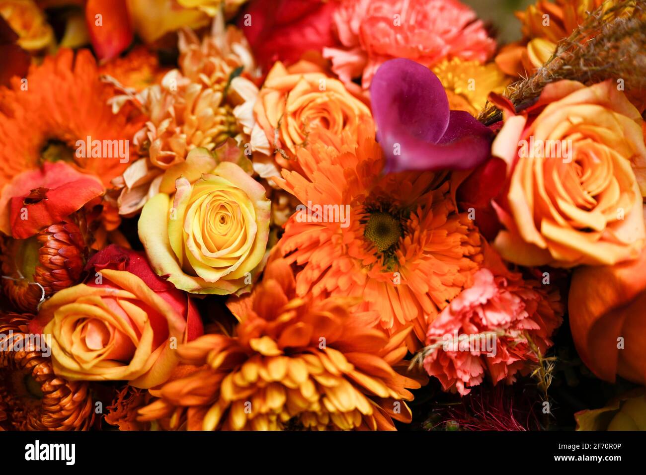 Flowers, plants and trees UK Stock Photo - Alamy