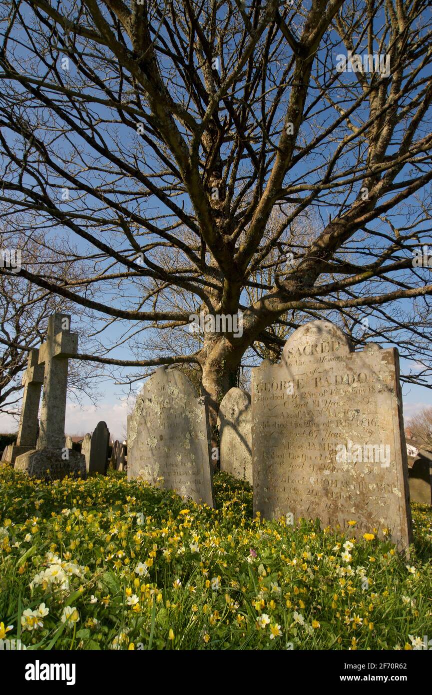 Tombstones in the Graveyard, Modbury, Devon, England Stock Photo - Alamy