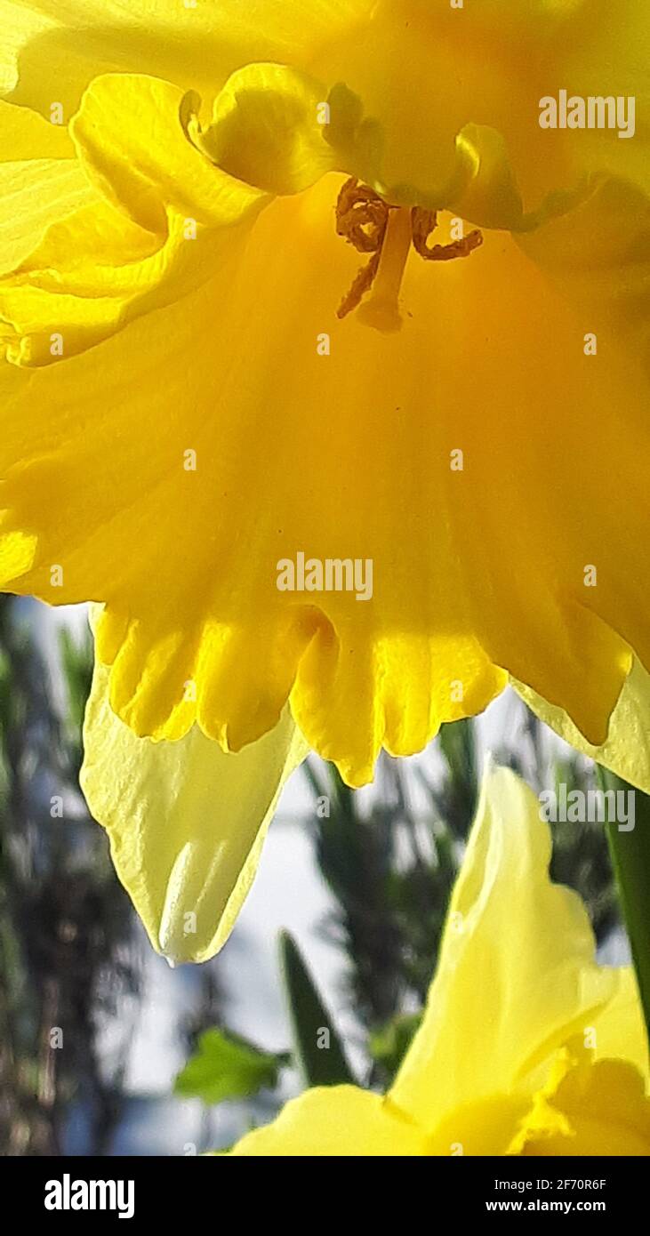 Close up of dancing daffodils by my pond in my garden in Lancashire ...