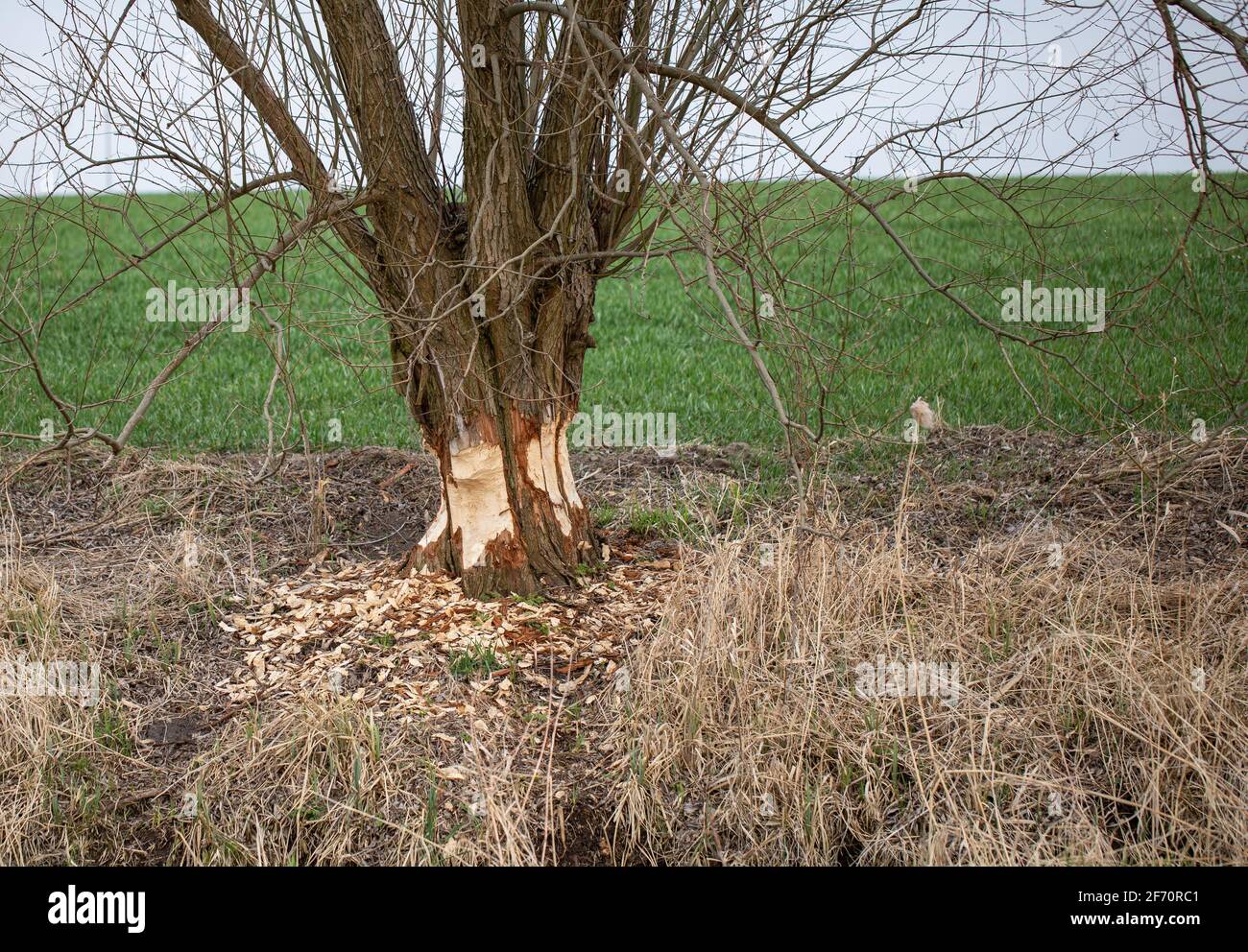 Cut down trees with their teeth hi-res stock photography and images - Alamy
