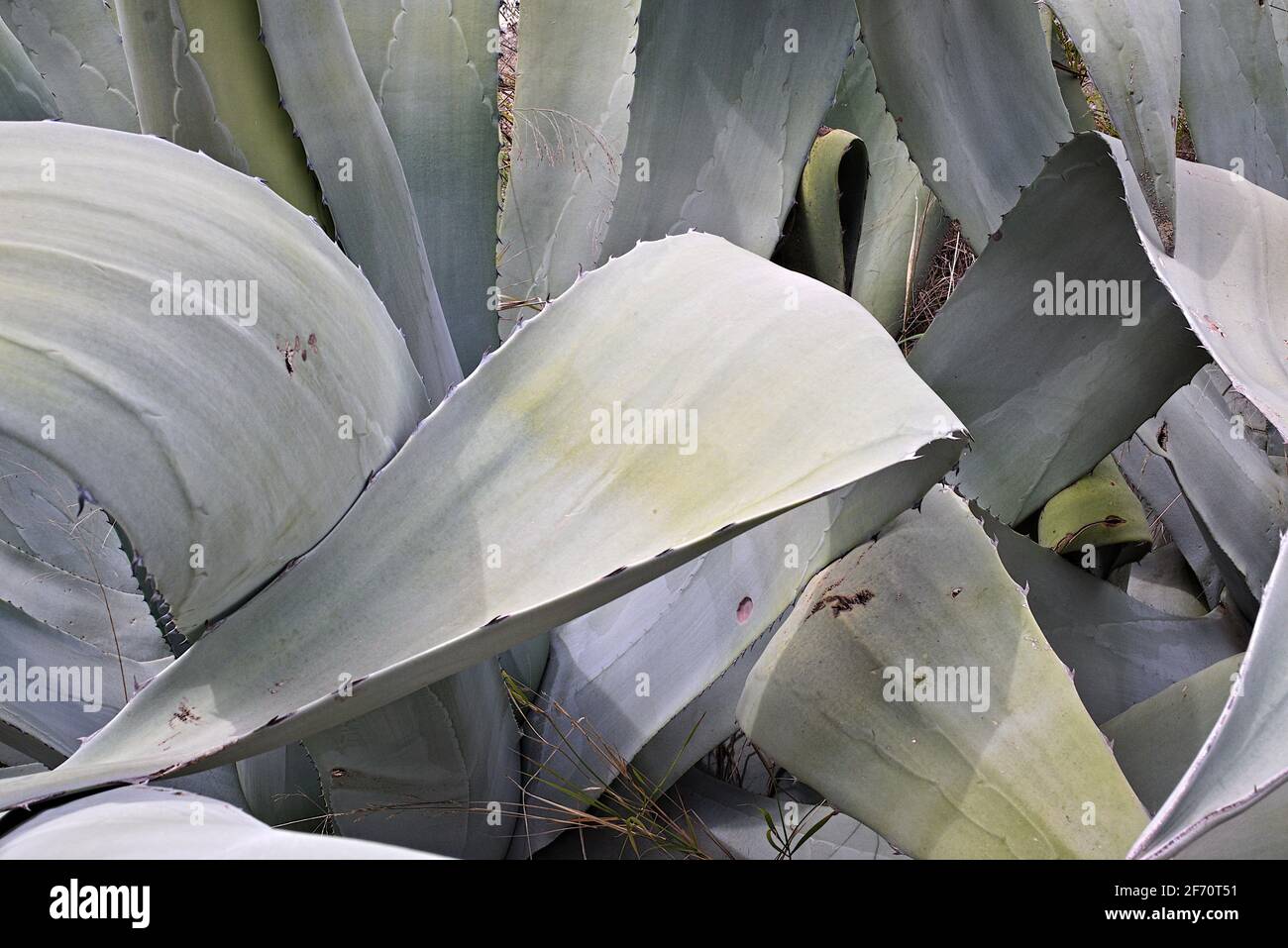 Huge plant hi-res stock photography and images - Alamy