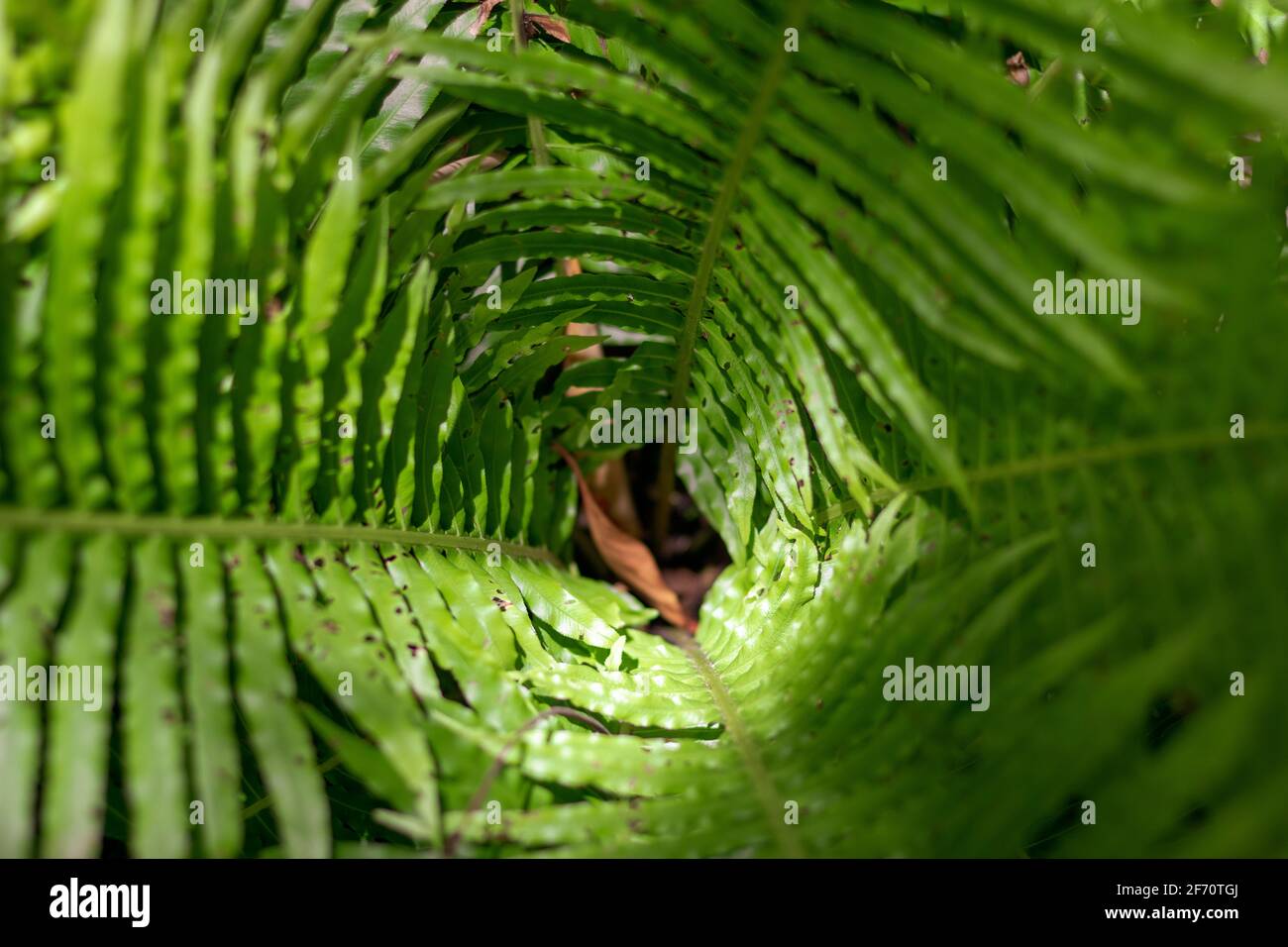 Looking into green tree fern Stock Photo - Alamy