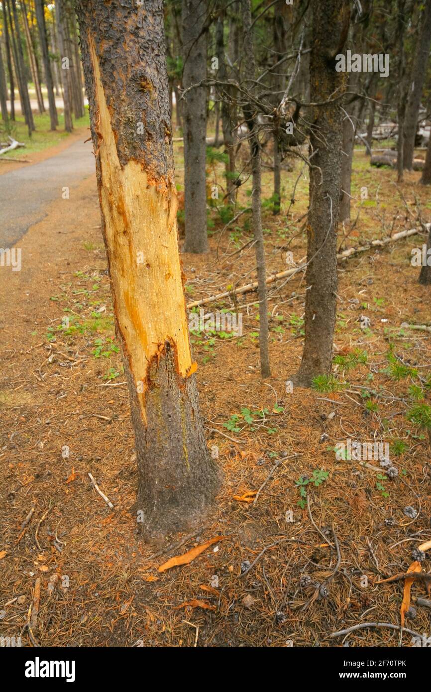 Scentmarked hi-res stock photography and images - Alamy