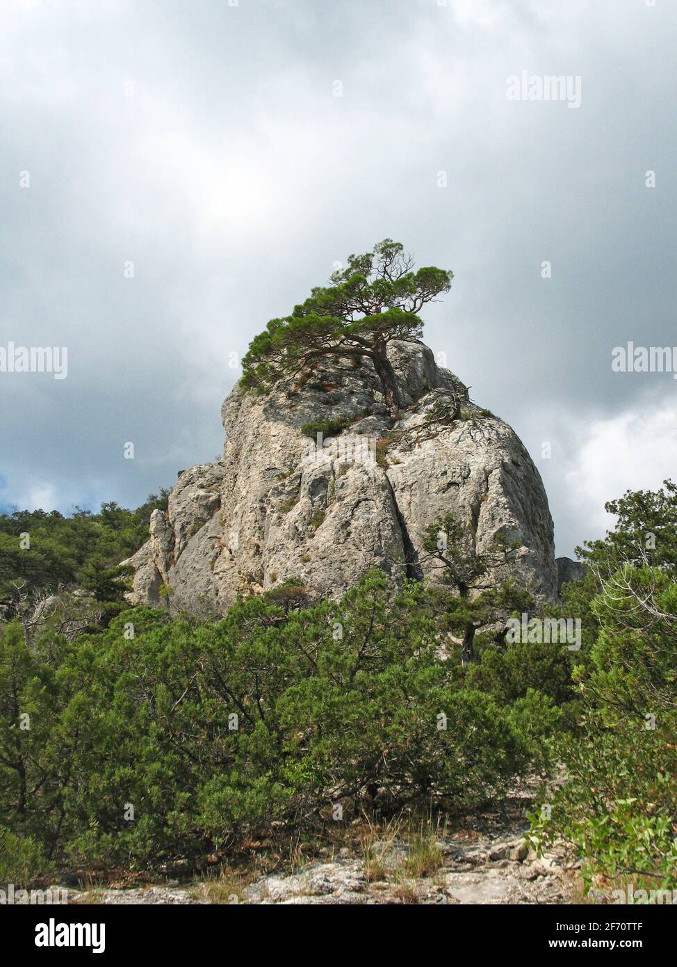 Southern coniferous tree growing from stone, rock, forest Stock Photo ...