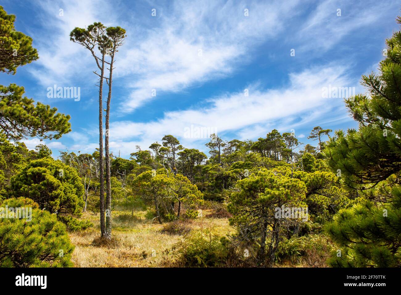 Wind swept trees hi-res stock photography and images - Alamy