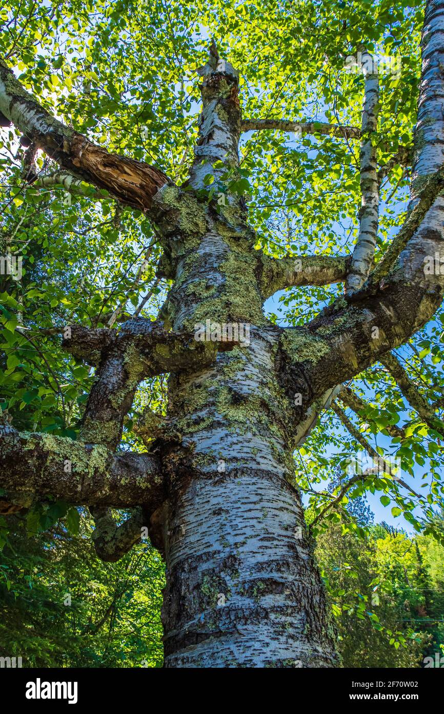 Kinmount hi-res stock photography and images - Alamy