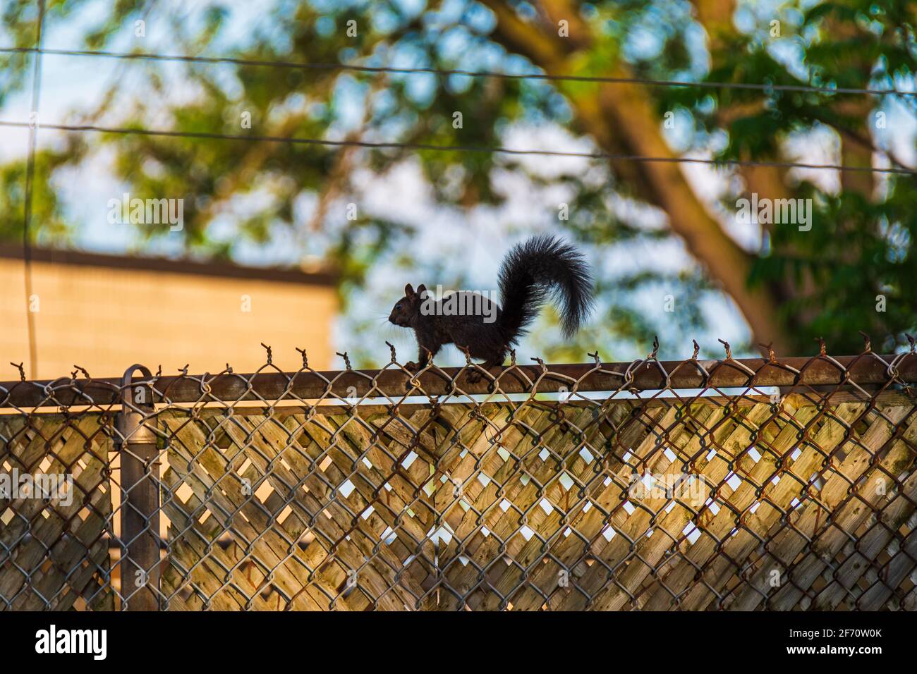 Squirrel on fence Stock Photo - Alamy