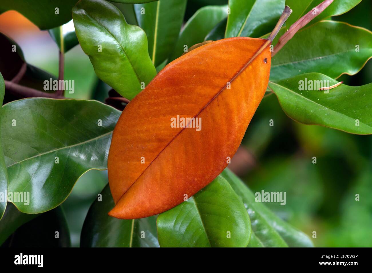 Magnolia Grandiflora Leaves