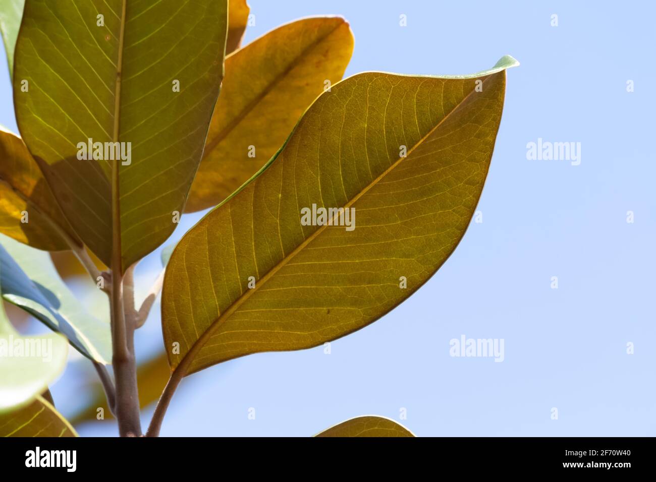 Fall magnolia leaves hi-res stock photography and images - Alamy