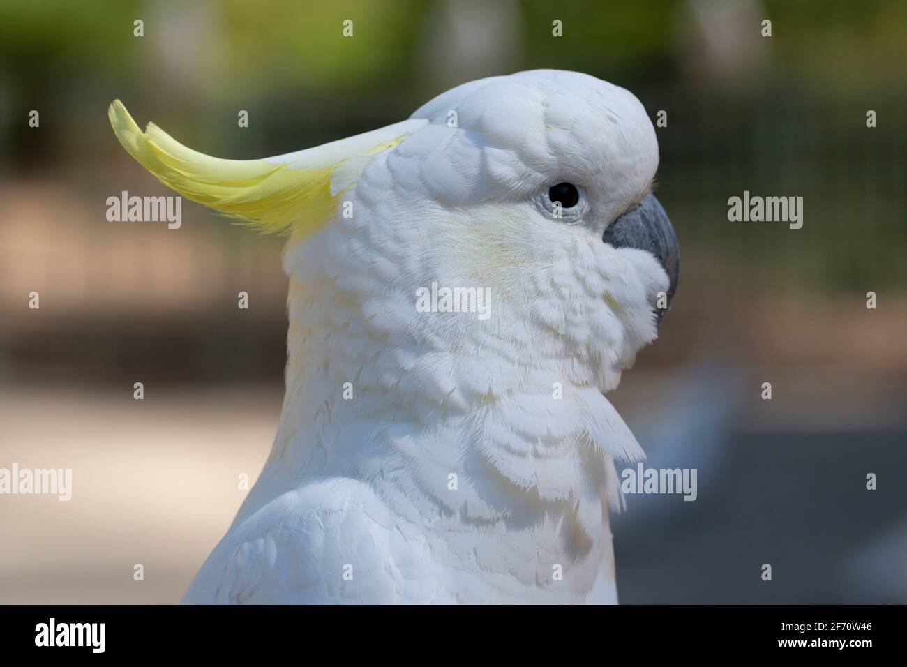 Portrait of a sulphur crested cockatoo Stock Photo - Alamy