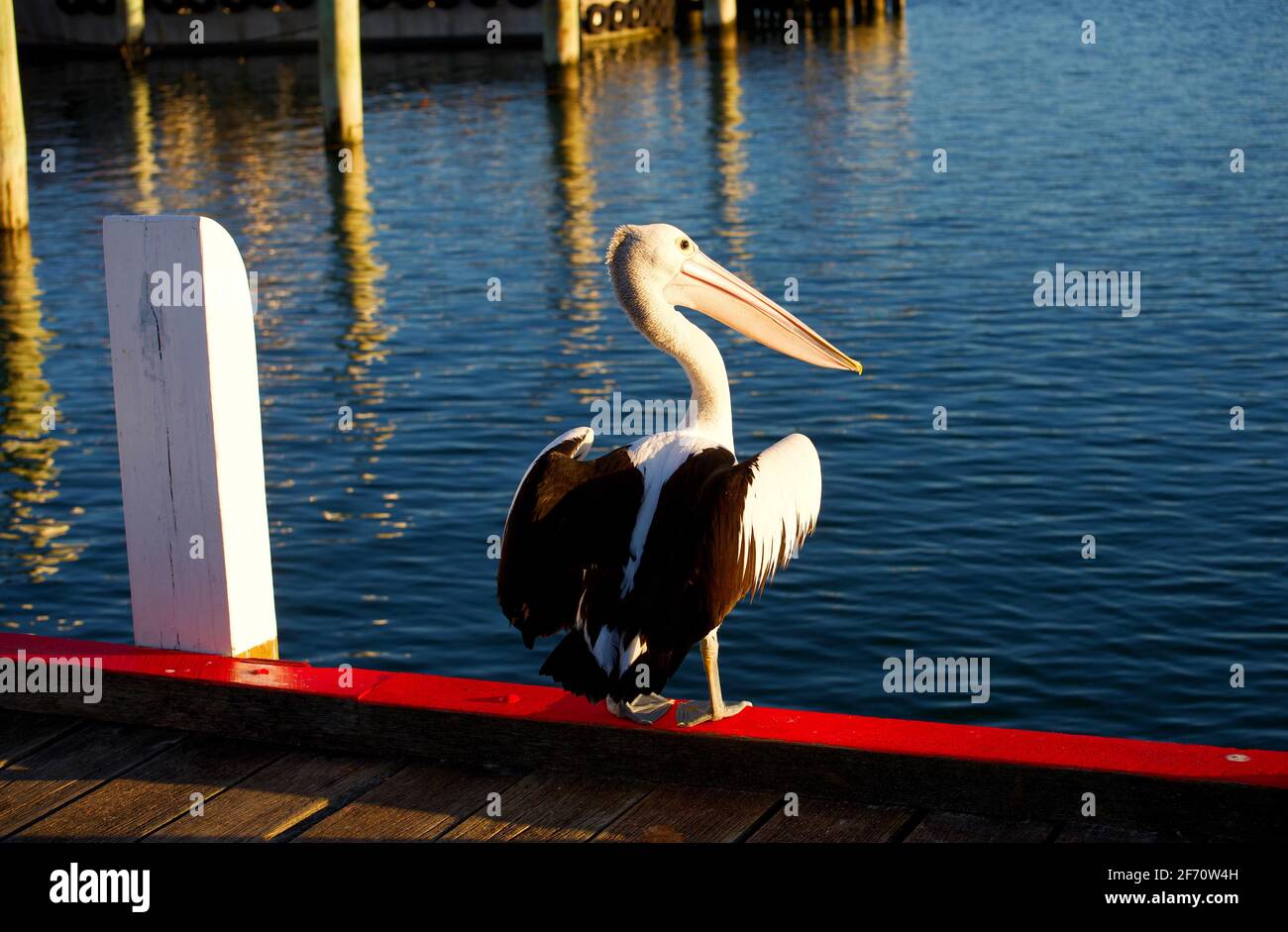 Australian pelican standing on hi-res stock photography and images - Alamy