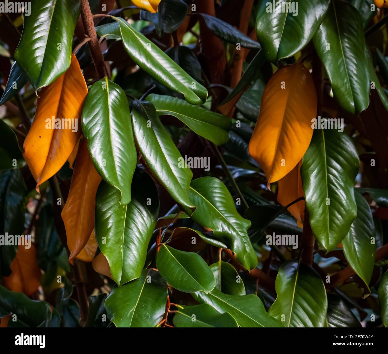 Magnolia tree autumn hi-res stock photography and images - Alamy