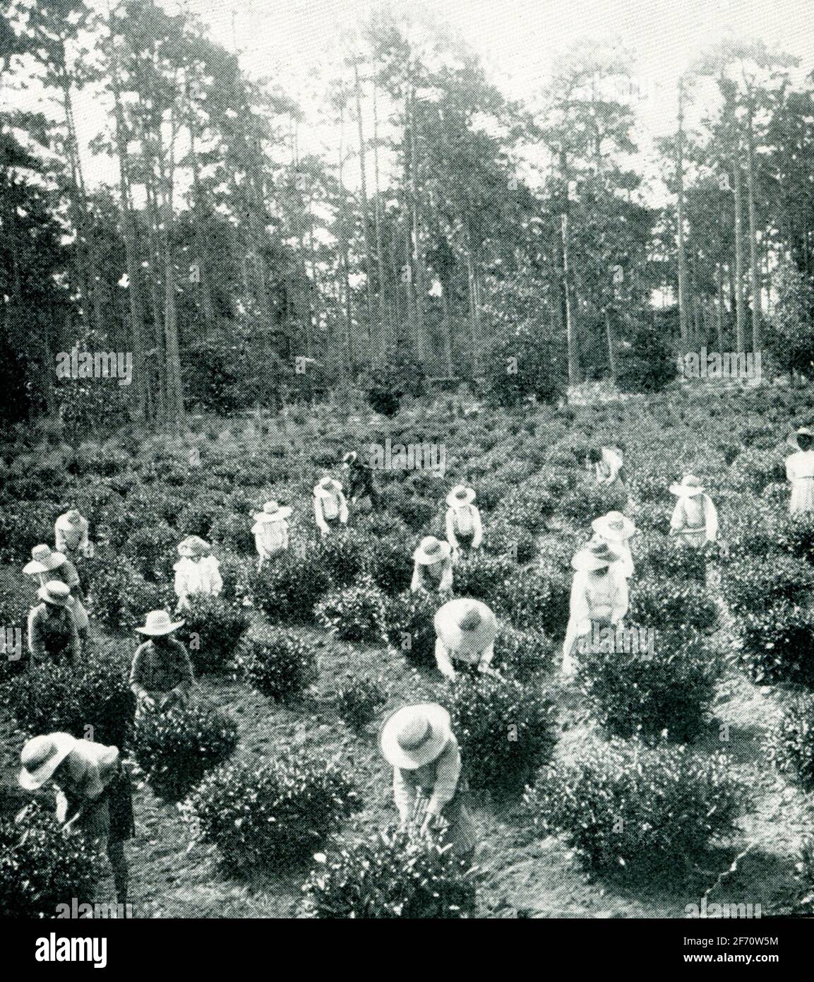 Summerville tea hi-res stock photography and images - Alamy