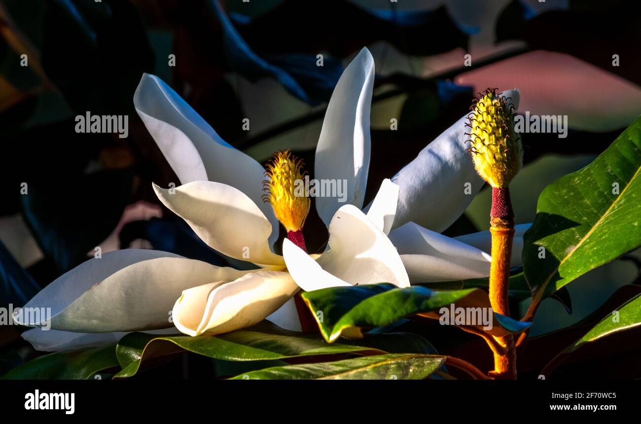 Magnolia seed pod hi-res stock photography and images - Alamy