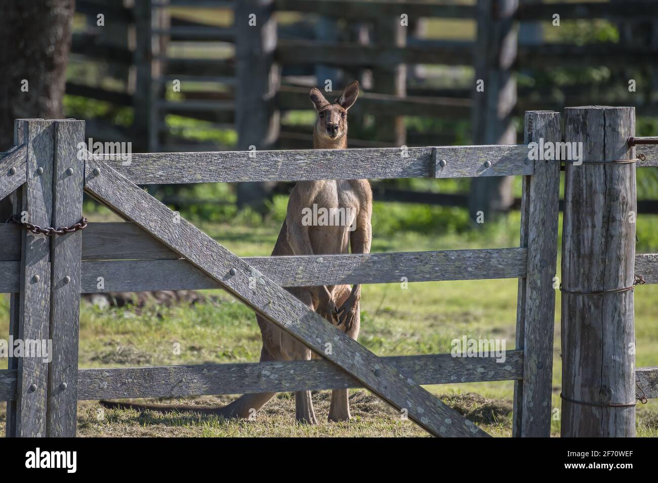 Kangaroo fence hi-res stock photography and images - Alamy