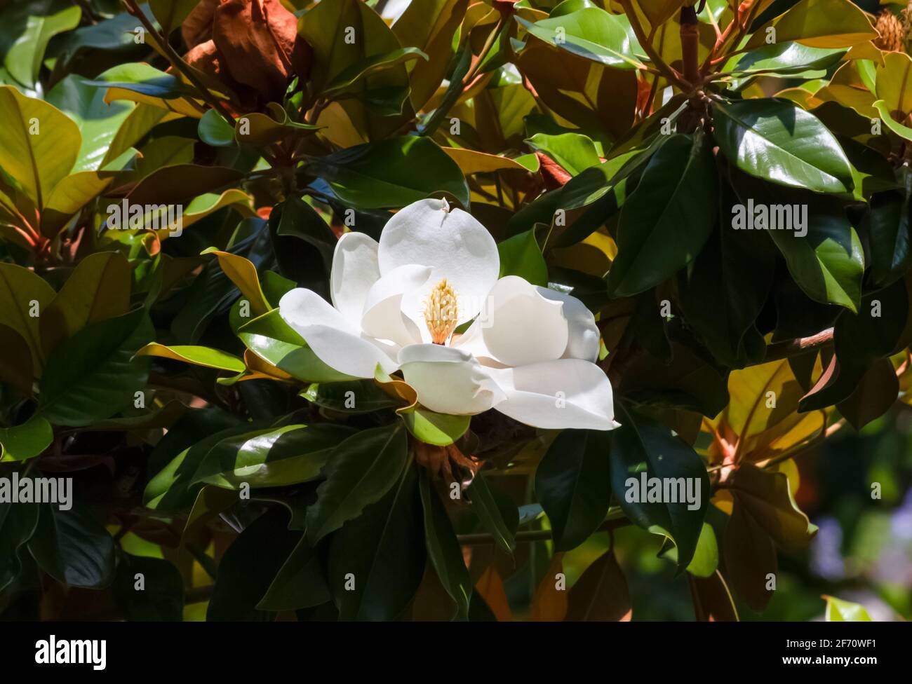 magnolia flower closeup isolated against a multi colored and layered ...