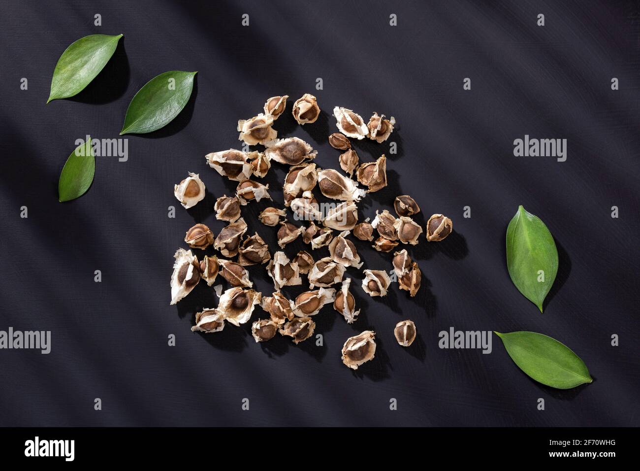 Organic moringa seeds with green leaves - Moringa oleifera Stock Photo ...