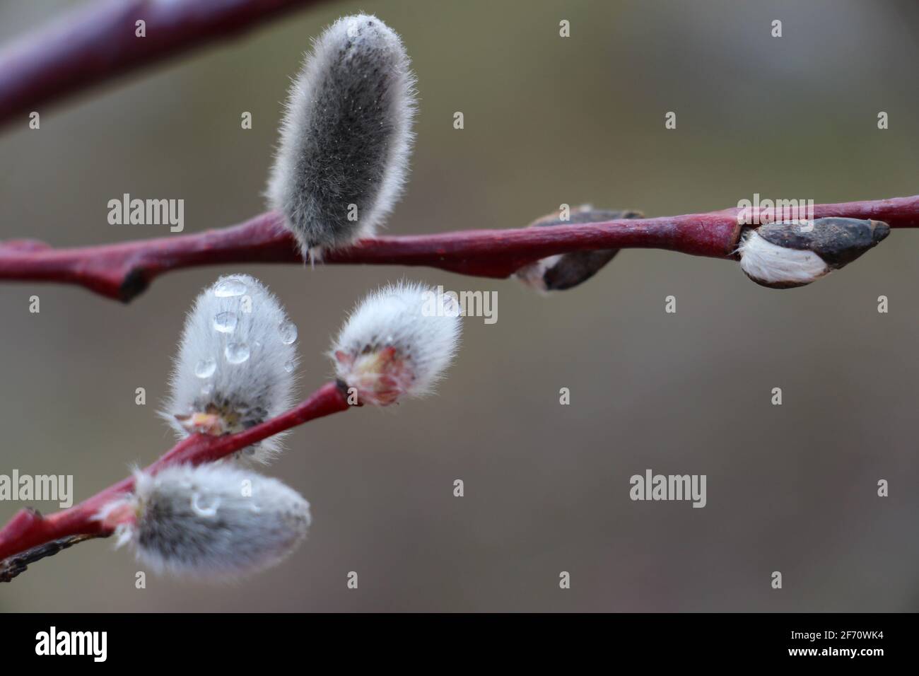 Fuzzy grey buds with raindrops open on a red branch as winter turns to ...