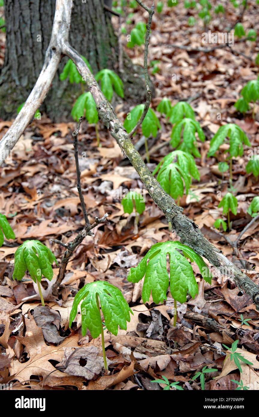 May Apple plants emerge from the forest floor in spring along the ...