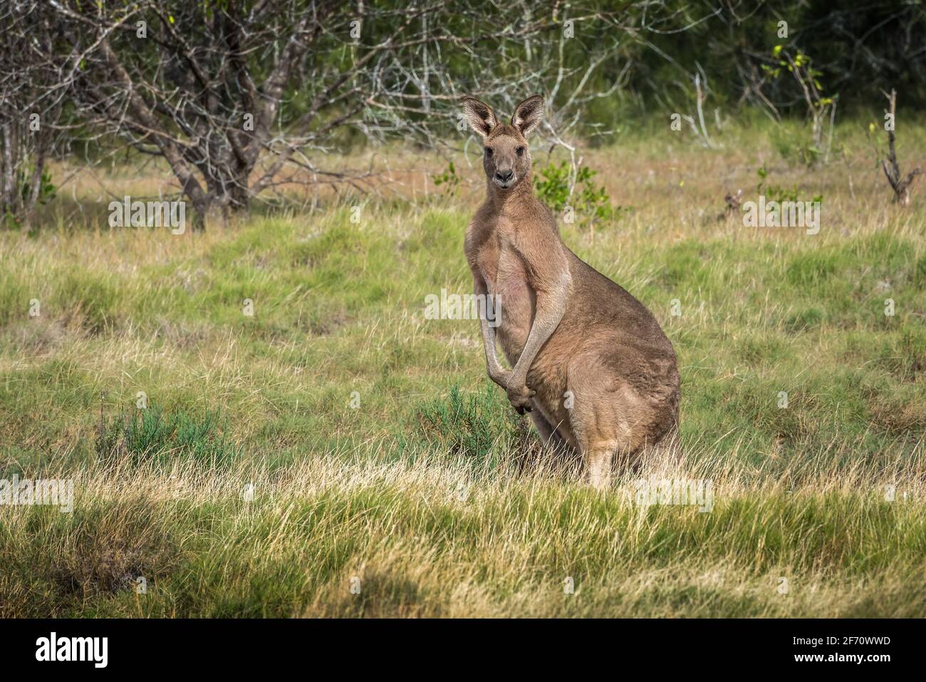 Kangaroo in the long grass Stock Photo - Alamy
