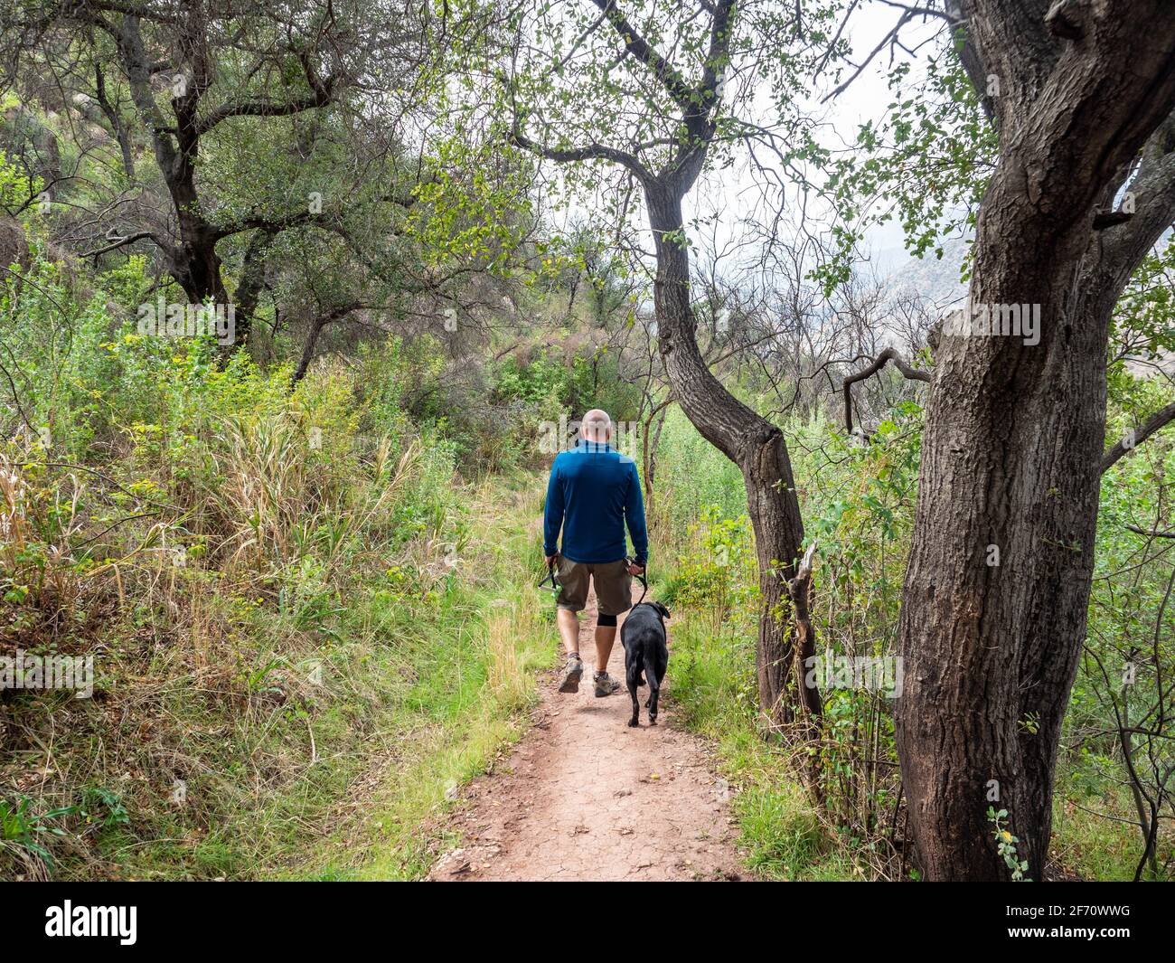 Man walking labrador retriever dog on trail in Ojai Valley with Topa ...