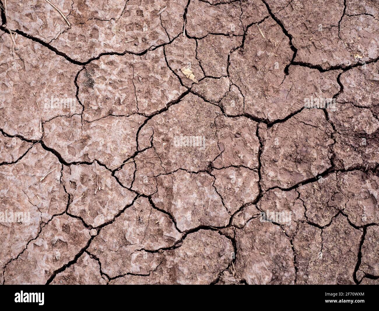 Ground texture of cracked dry dirt with mountain bike track Stock Photo ...