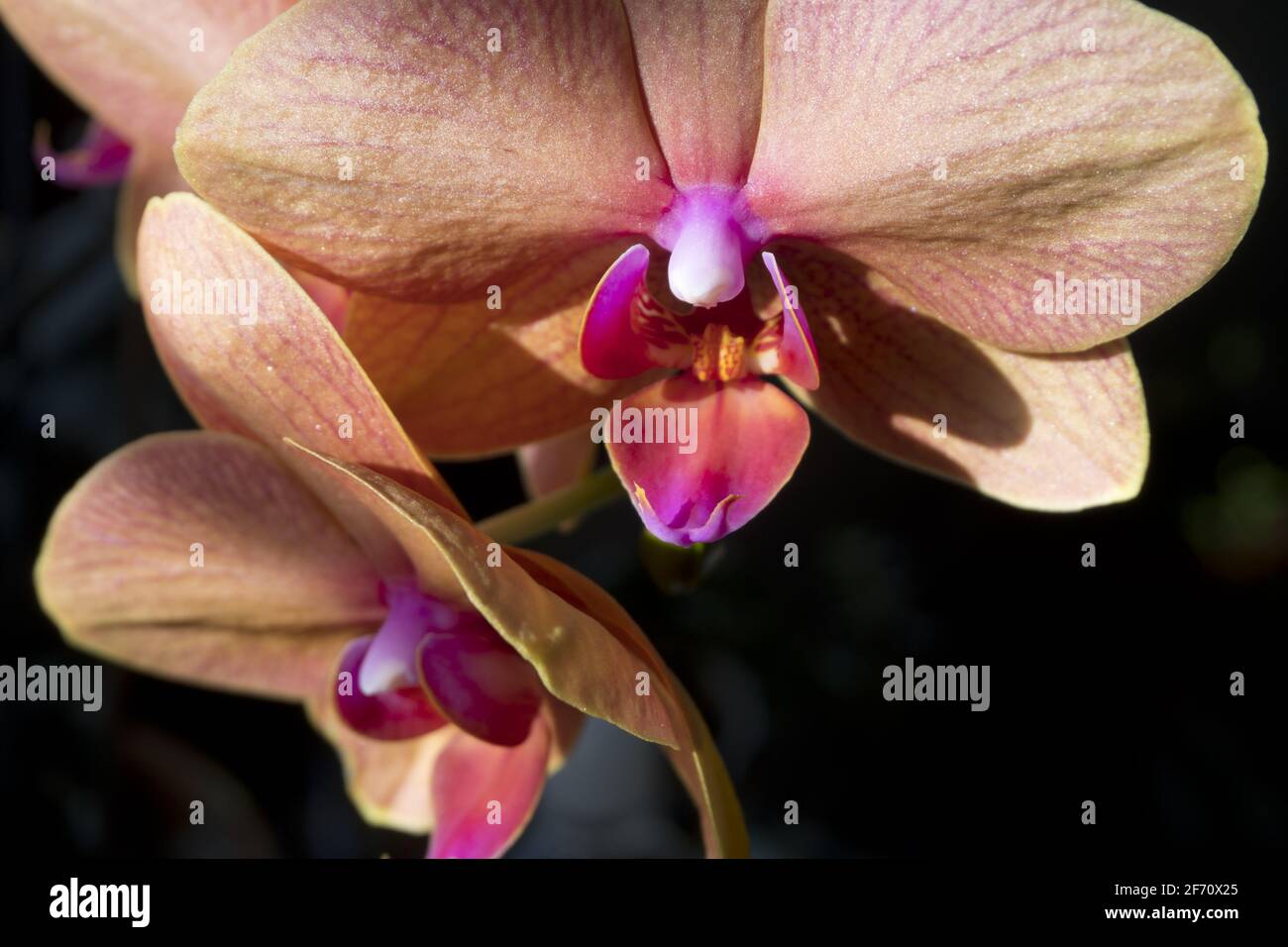 Peach orchid hi-res stock photography and images - Alamy