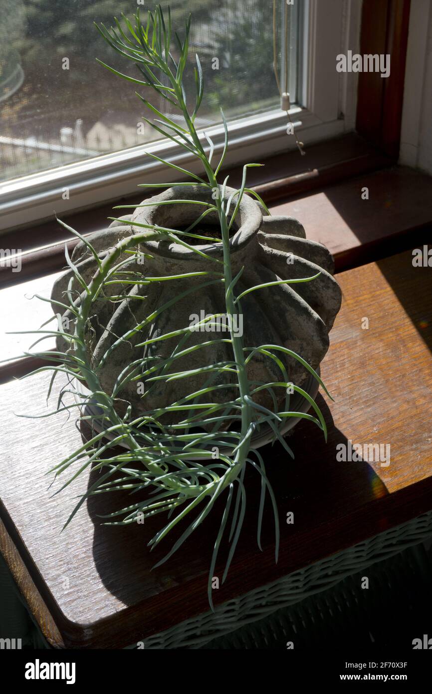 Plant Phototropism showing how cactus is bending towards sunlight Stock ...