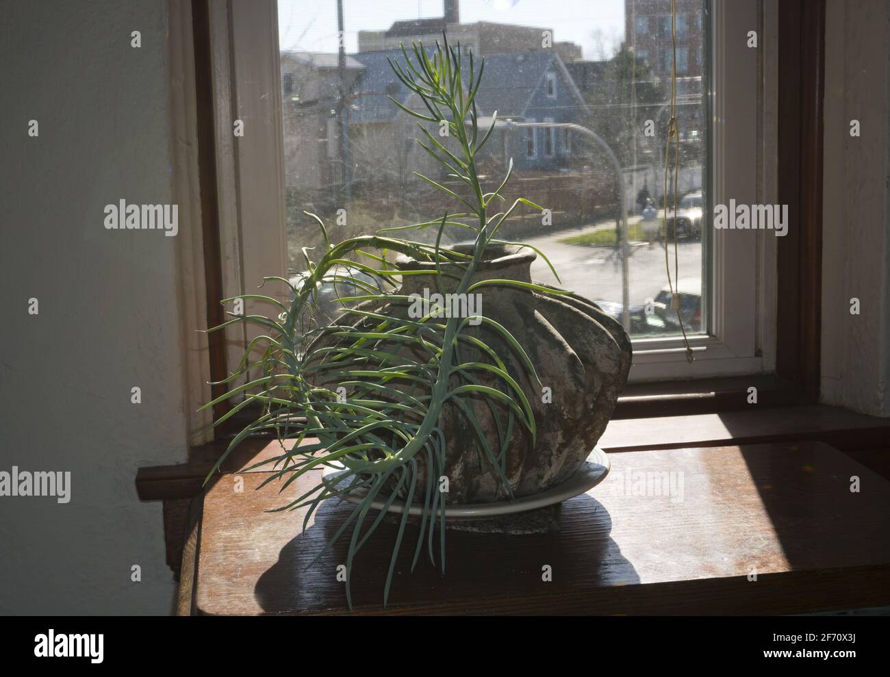 Plant Phototropism showing how cactus is bending towards sunlight Stock ...
