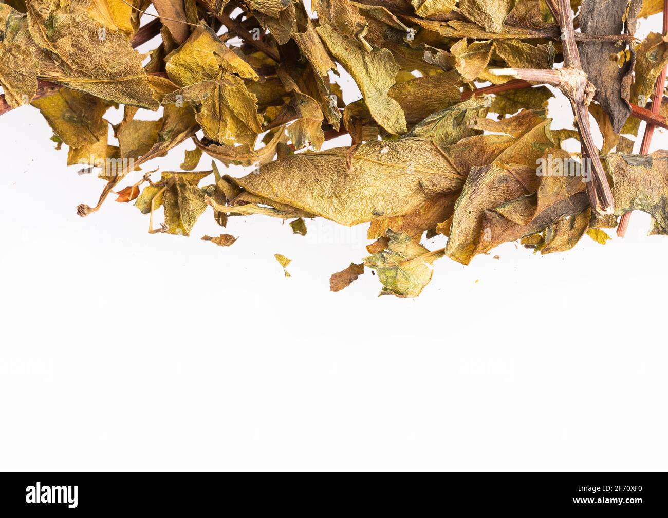 Dry leaves of valerian - Valeriana officinalis. White background Stock ...