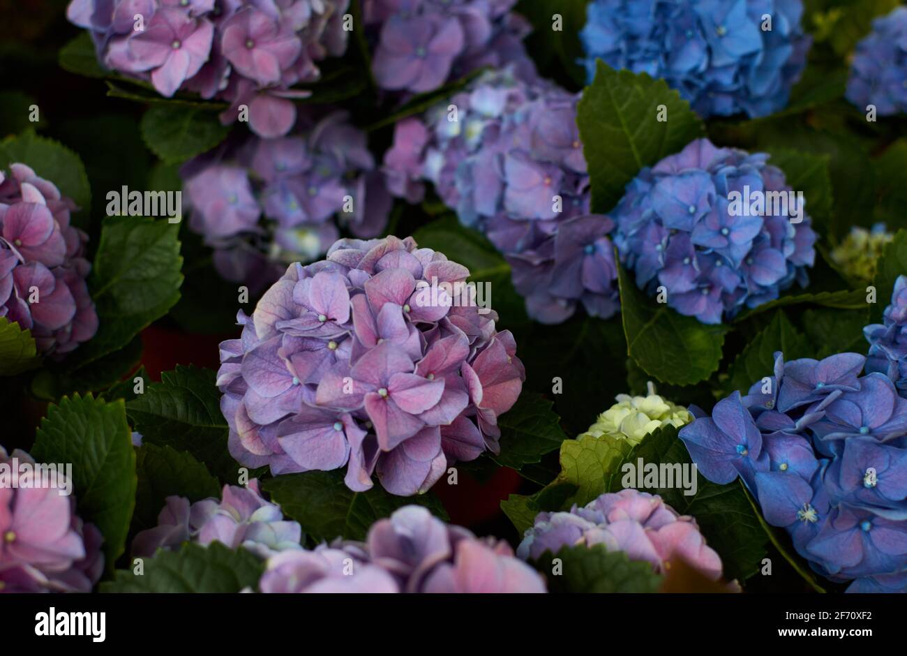 The colorful bunches of the hydrangea Stock Photo - Alamy
