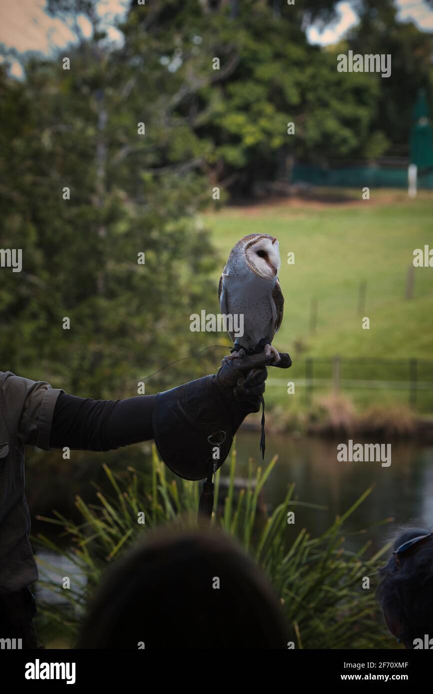 Owl at lone pine koala in Australia. High quality photo Stock Photo - Alamy