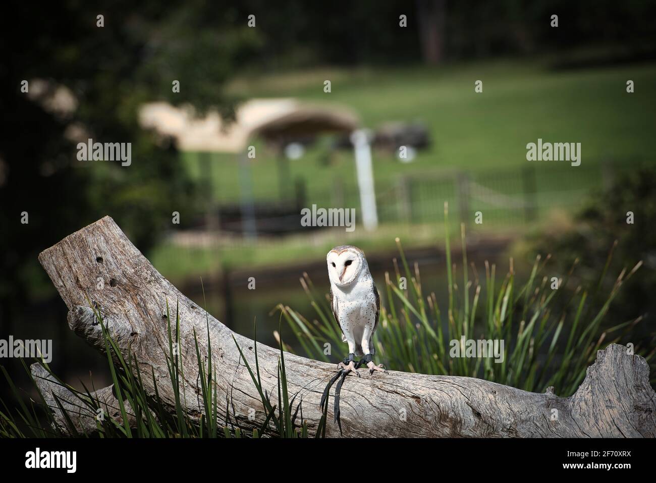 Owl at lone pine koala in Australia. High quality photo Stock Photo - Alamy