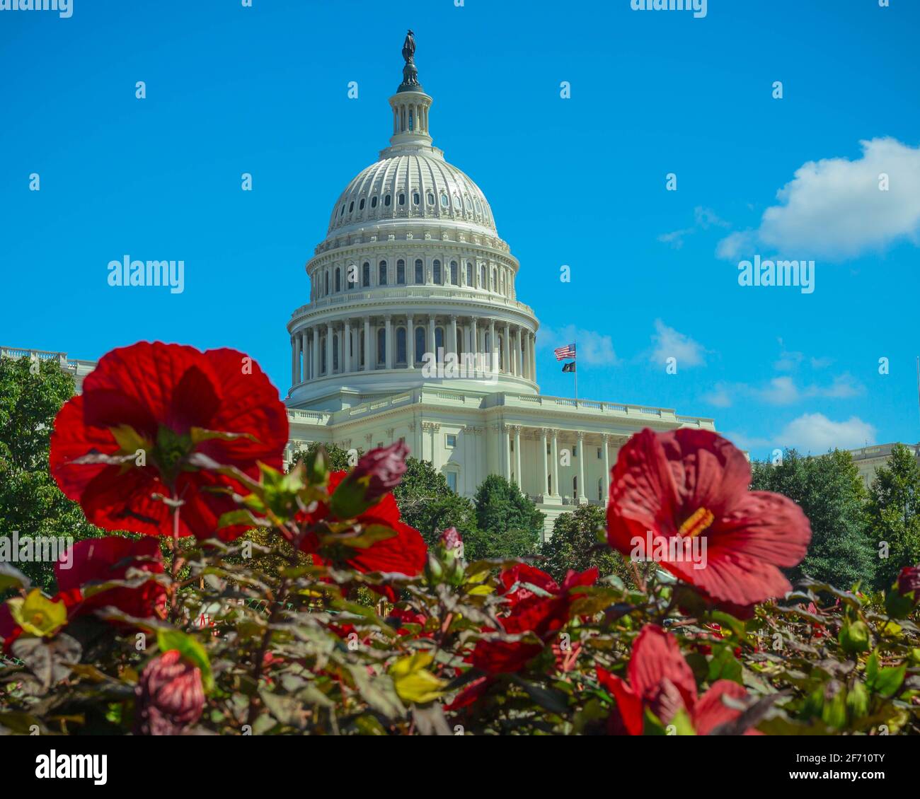 Us capitol with summer flowers hi-res stock photography and images - Alamy