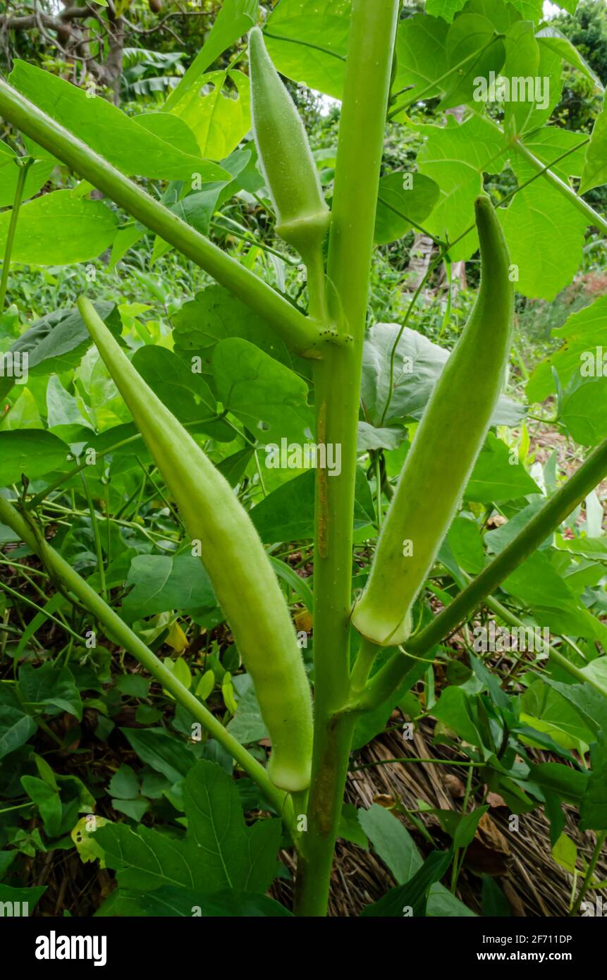 Okras On Tree Stock Photo - Alamy