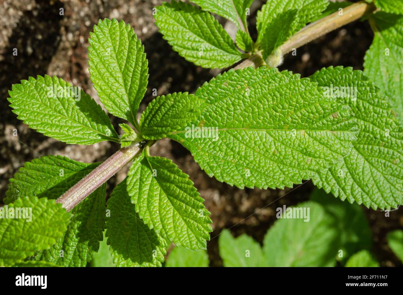 Lippia hi-res stock photography and images - Alamy