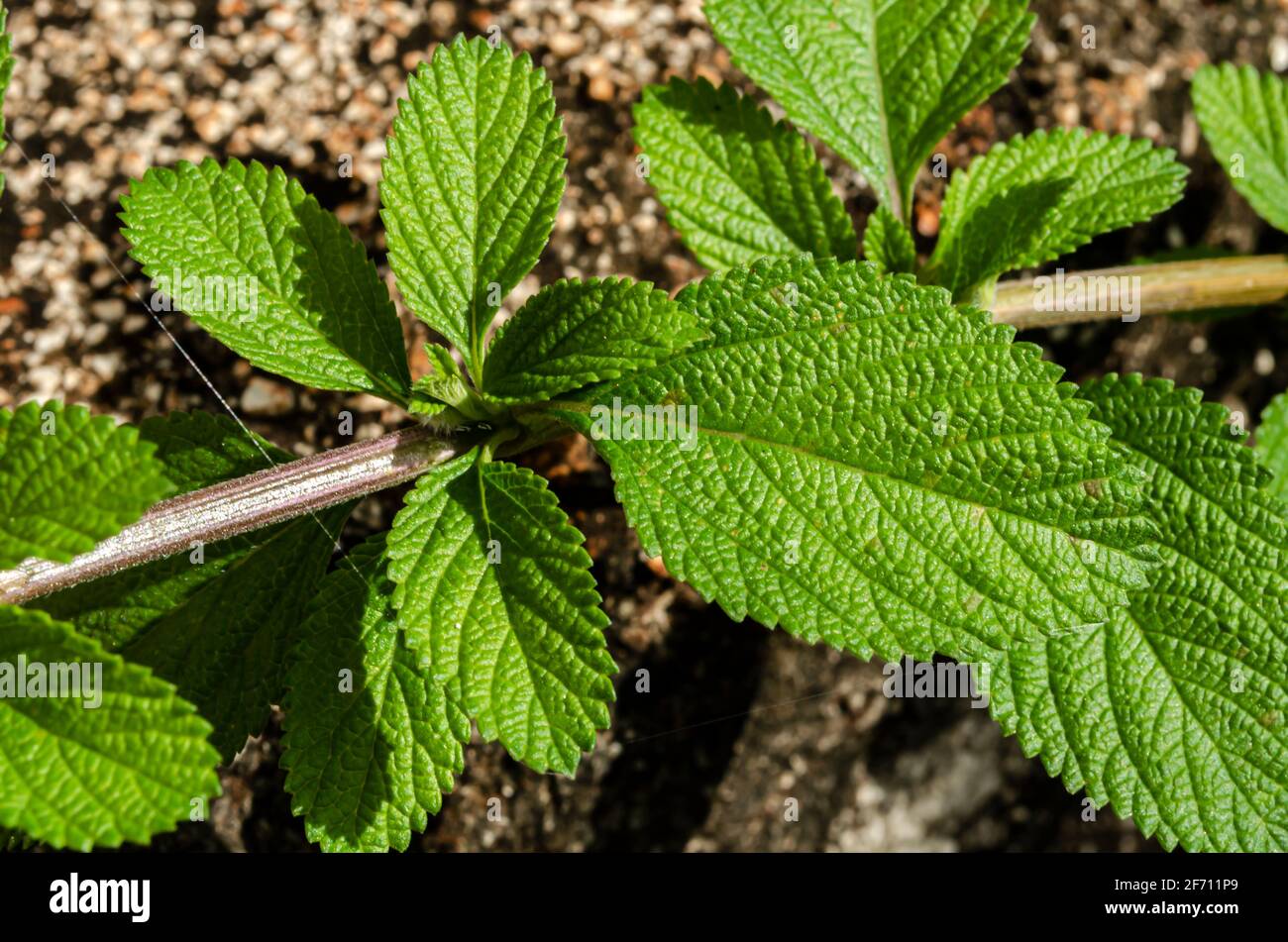 Bushy matgrass hi-res stock photography and images - Alamy