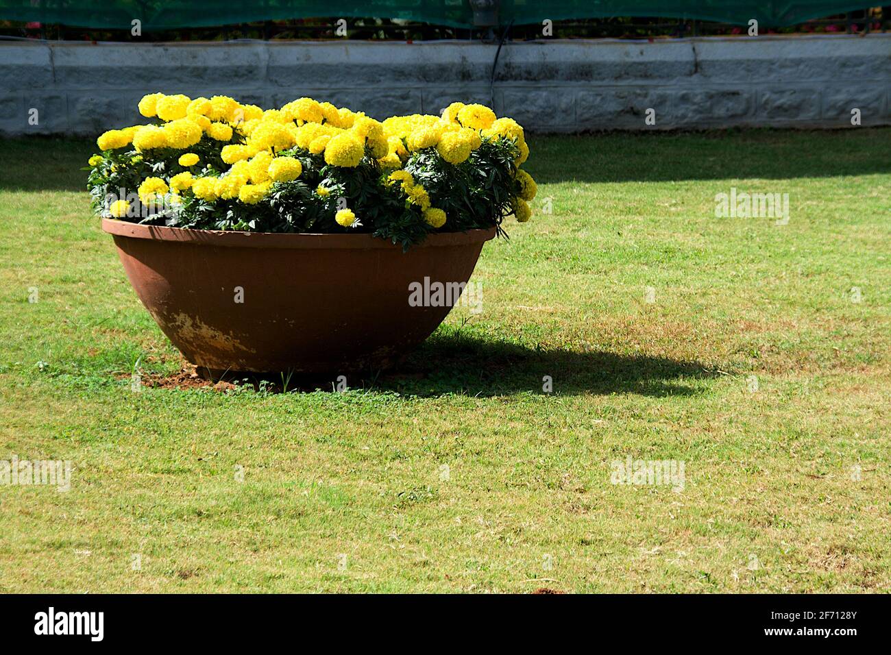 Yellow marigold flowers bloomed in red earthen pot displayed at ...
