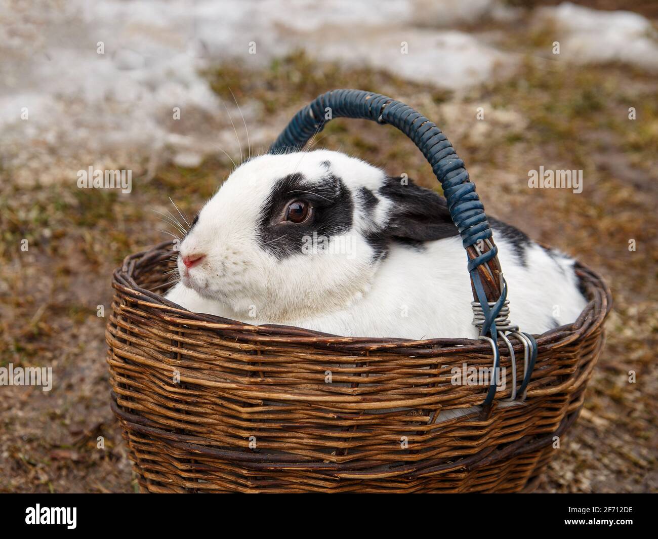 Rabbit with mottled hair in wooden basket Stock Photo - Alamy Rabbit with mottled hair in wooden basket Stock Photo - Alamy