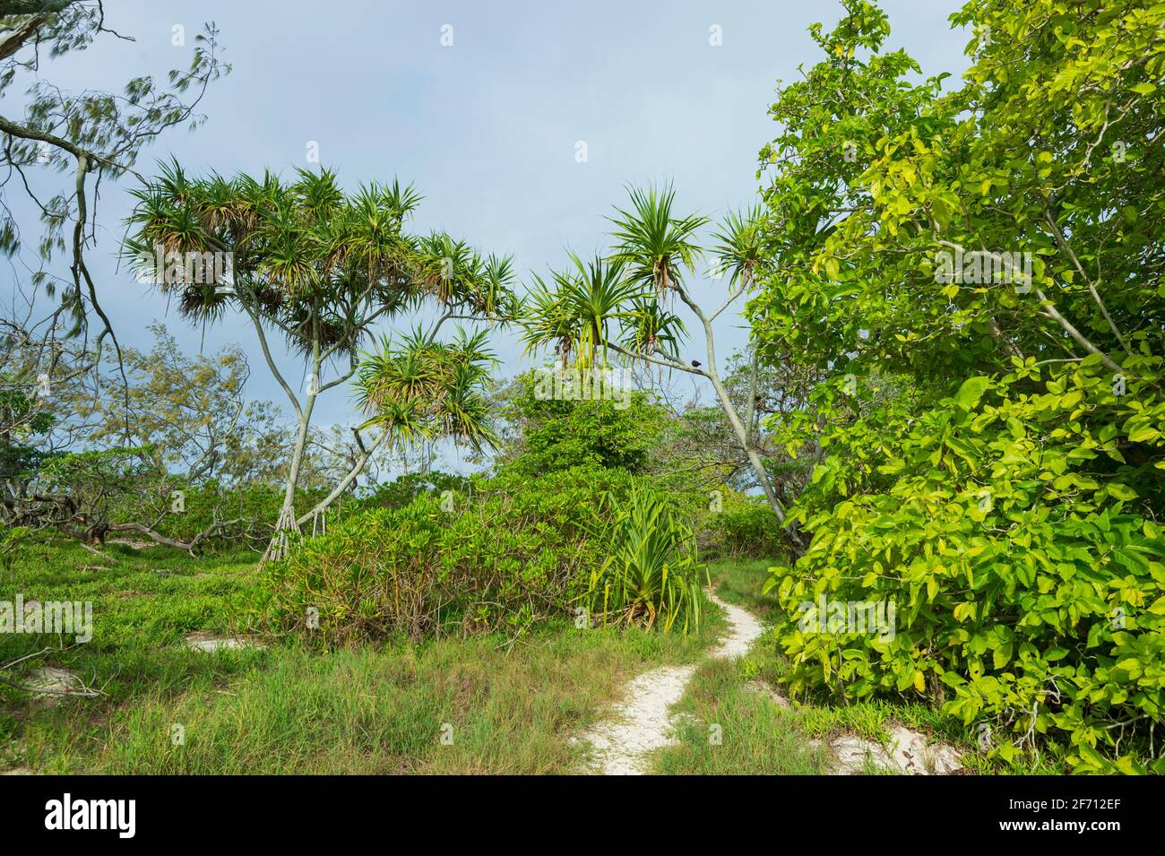 View of pandanus and pisonia trees on Heron Island, Southern Great ...