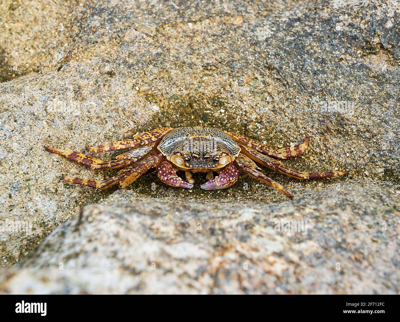Colourful crab on rocks, Heron Island, Southern Great Barrier Reef ...