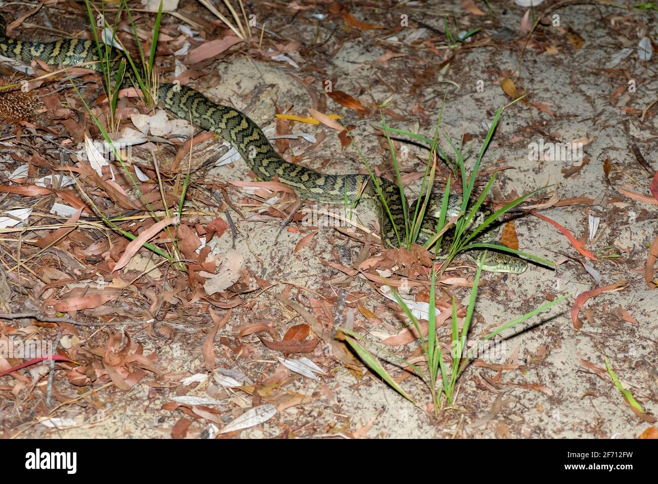 Moreton island camping hi-res stock photography and images - Alamy