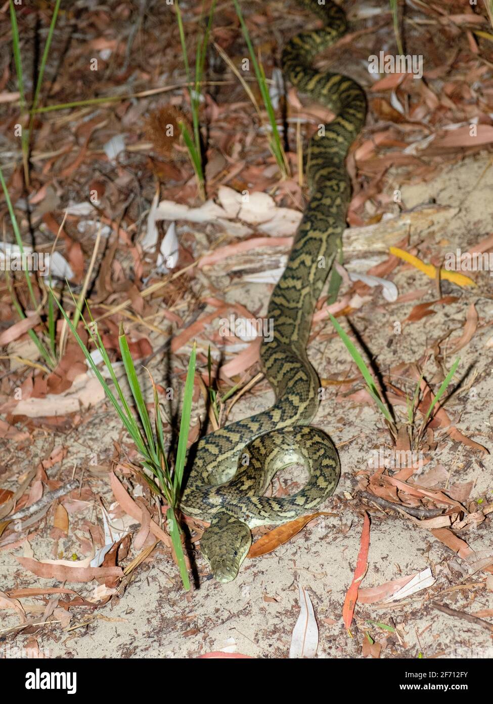 Carpet snake island hi-res stock photography and images - Alamy