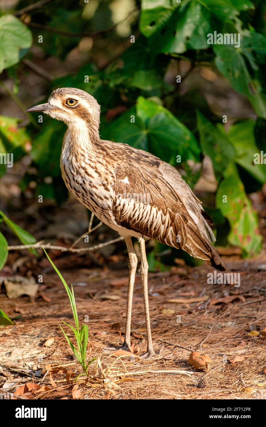 Curlew island hi-res stock photography and images - Alamy
