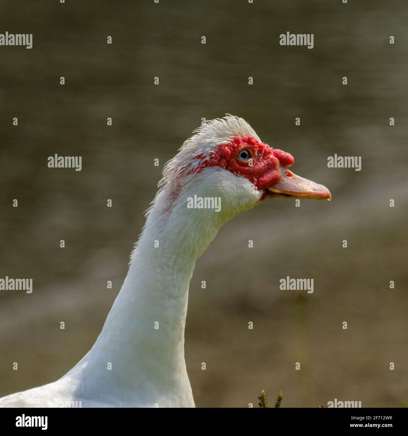 Gympie gympie hi-res stock photography and images - Alamy