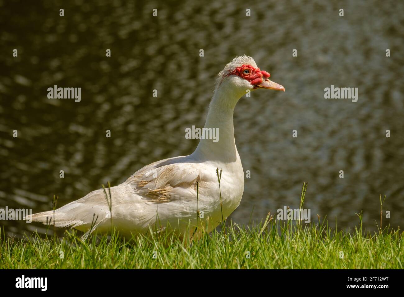 Gympie gympie hi-res stock photography and images - Alamy